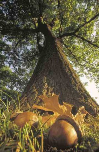In a Nutshell: Oak Tree and Acorn Facts – Mother Earth News